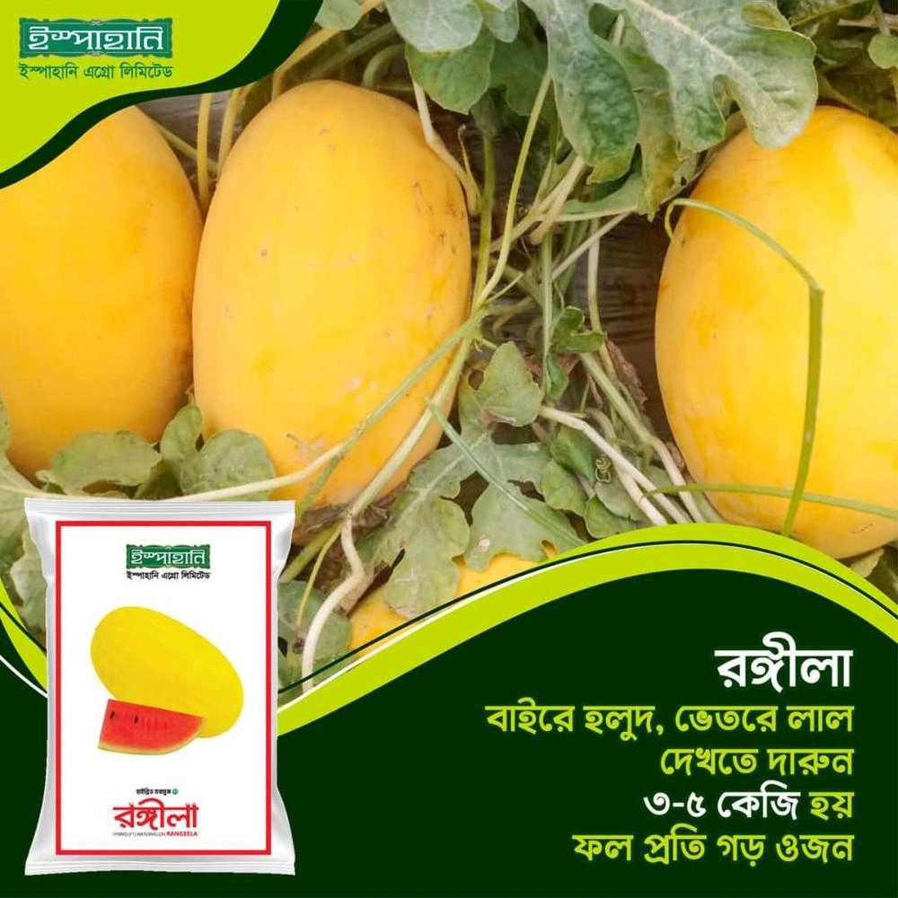 Hybrid Watermelon Seeds - Rangeela (Mini Packet × 2pcs)