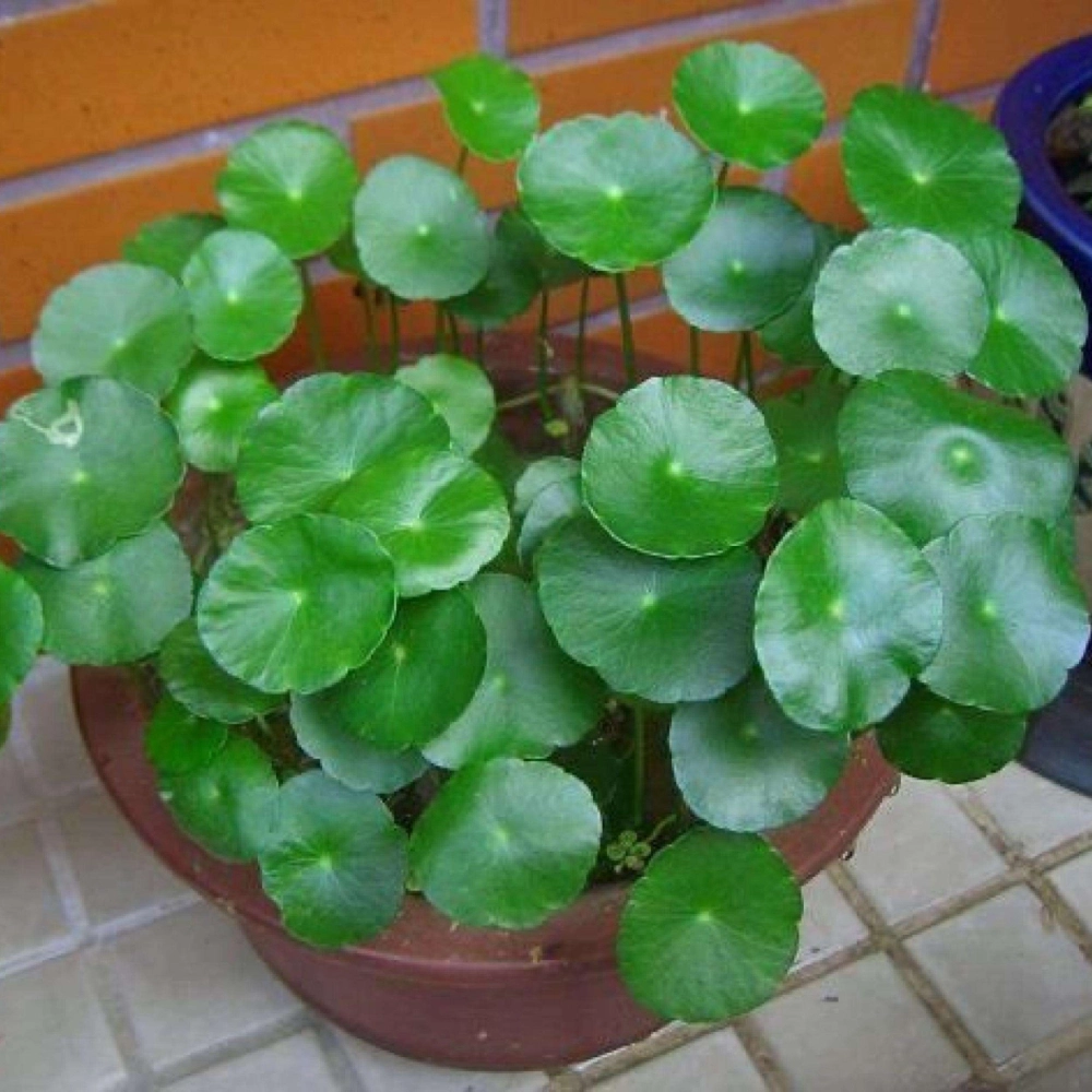 Pennywort plant indoor plant and outdoor plant 1 piece (Without Pot)