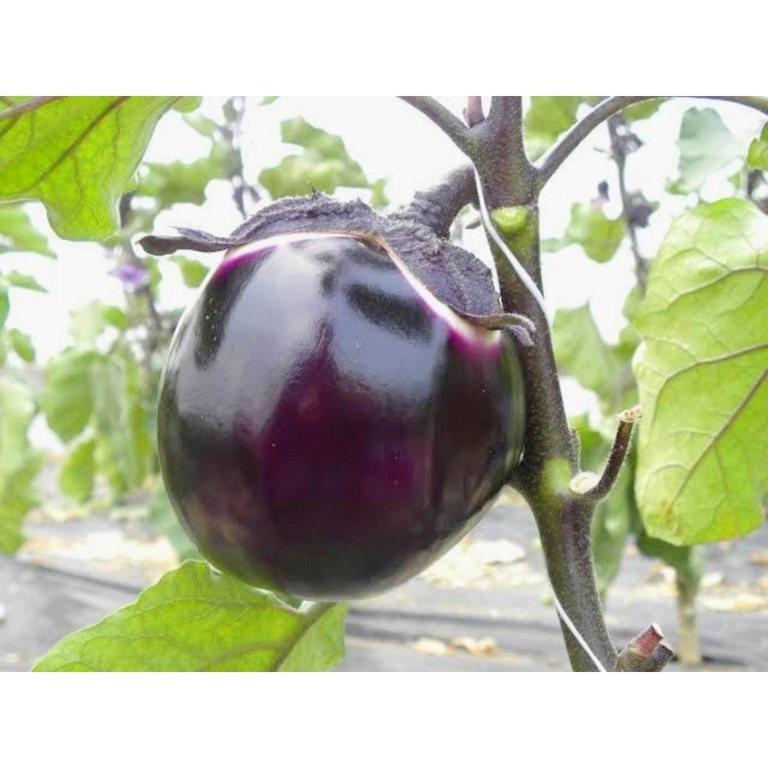 Hybrid Palmyra Eggplant / কালো তাল বেগুন / হোল সেল রেট এ/ 5gm intact ...