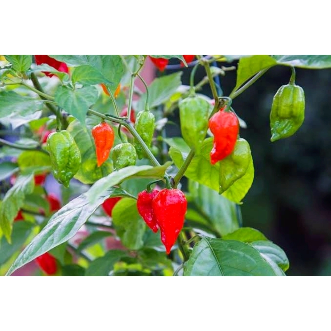 High Quality Naga Bombay Chili Seeds /Bombay / Naga Chili / Wholesale ...